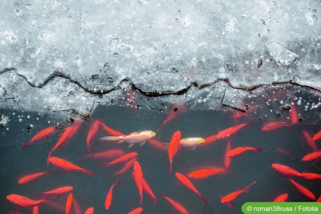 überwintern Von Goldfischen