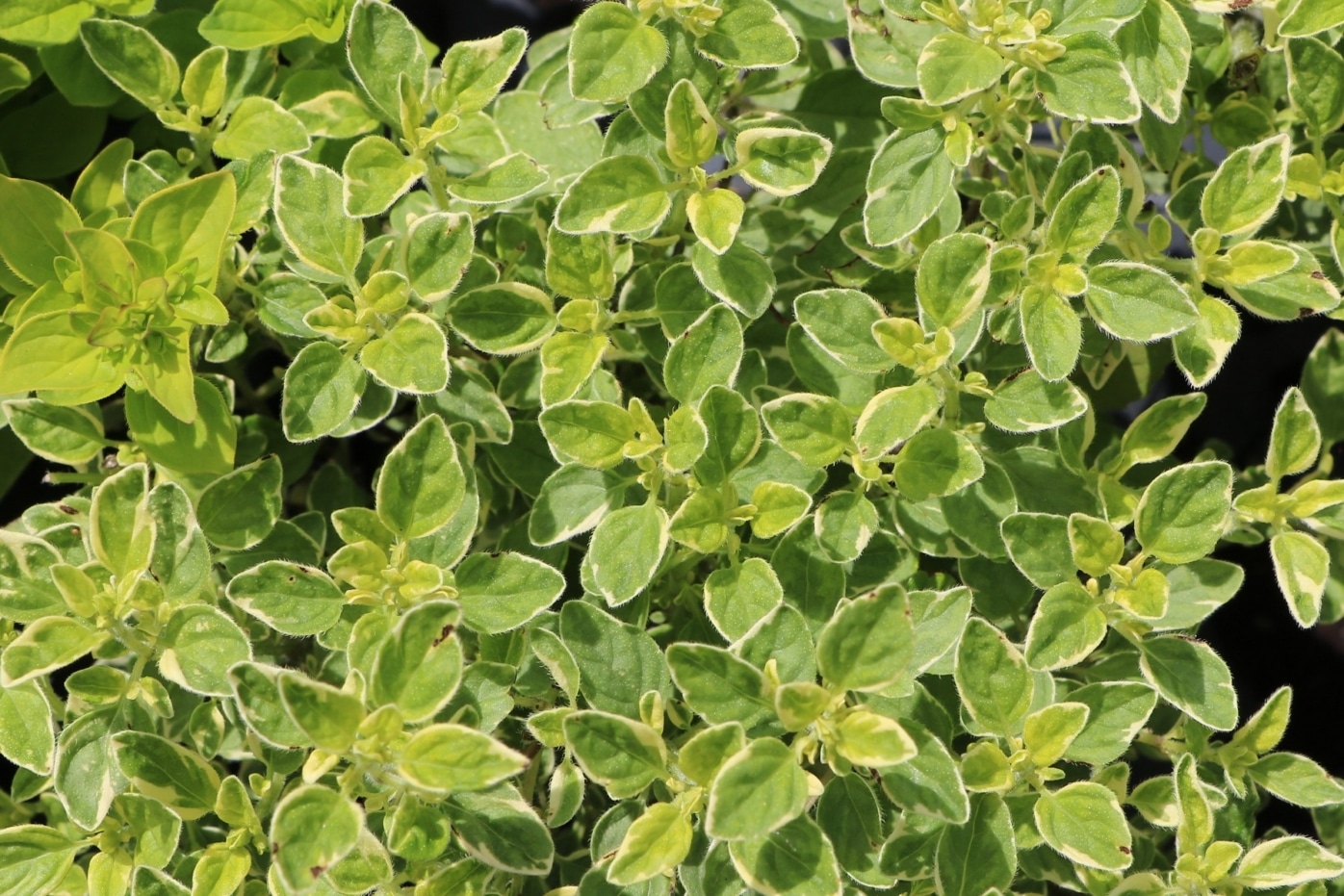 Majoran, Origanum majorana - Anbau, Pflege & Ernte - Hausgarten.net