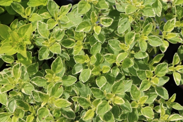 Majoran, Origanum majorana - Anbau, Pflege & Ernte - Hausgarten.net