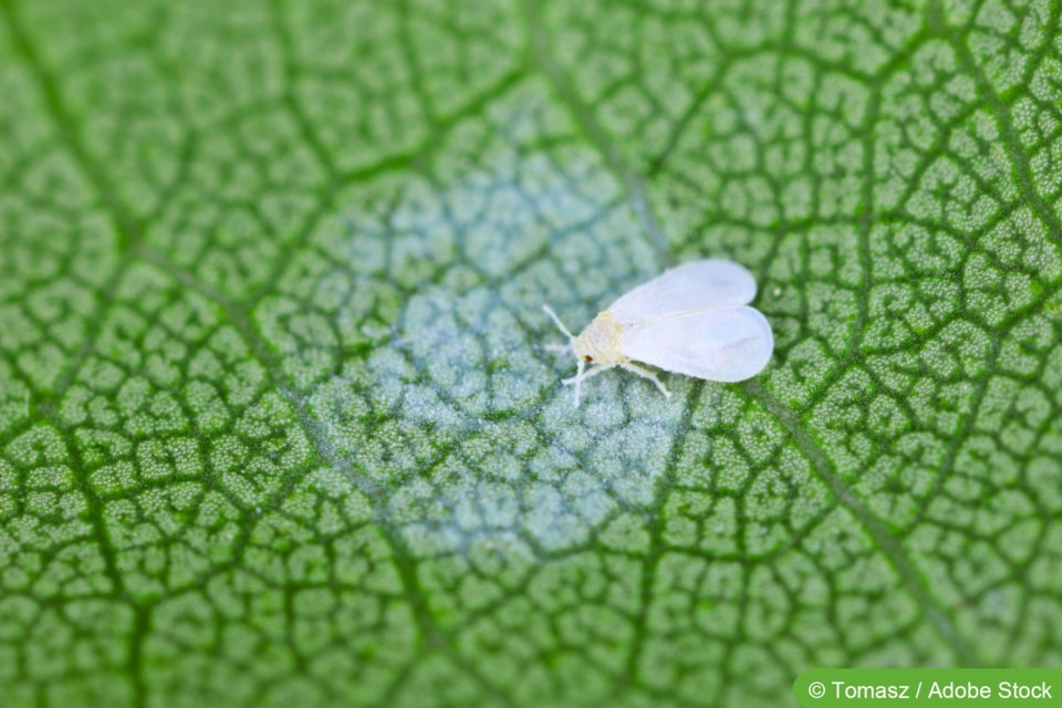 Weisse Fliege - Schadensbild & Bekämpfung - Hausgarten.net