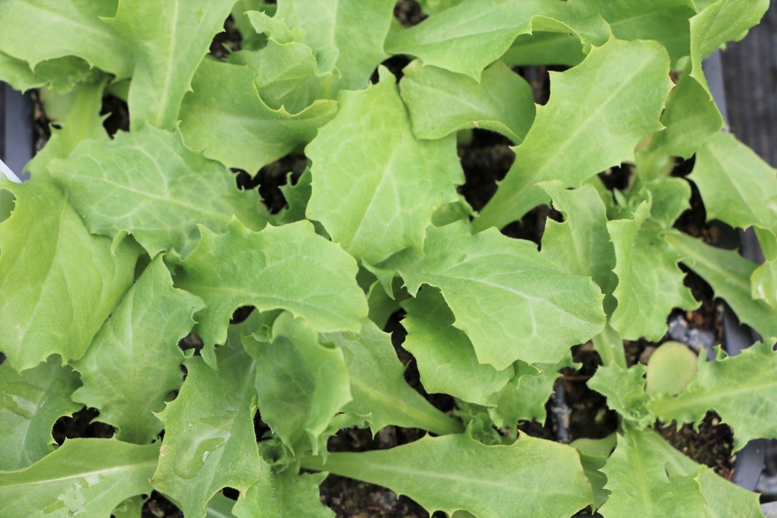 Endivien - Anbau und Pflege von Endiviensalat - Hausgarten.net