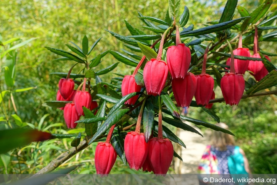 Laternenbaum - Crinodendron hookerianum - Pflege - Hausgarten.net