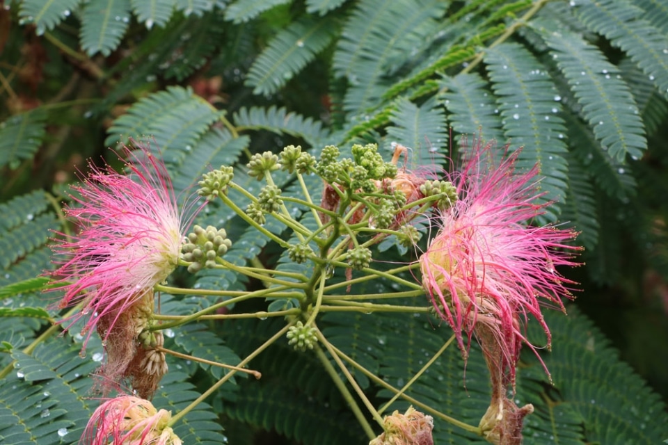 Mimose - Pflege und Überwintern - Hausgarten.net
