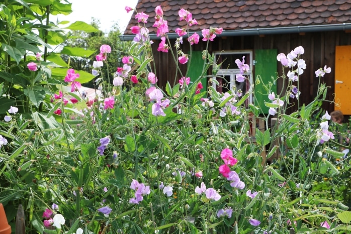 Wicken, Staudenwicken - Aussaat, Pflege und Vermehrung - Hausgarten.net
