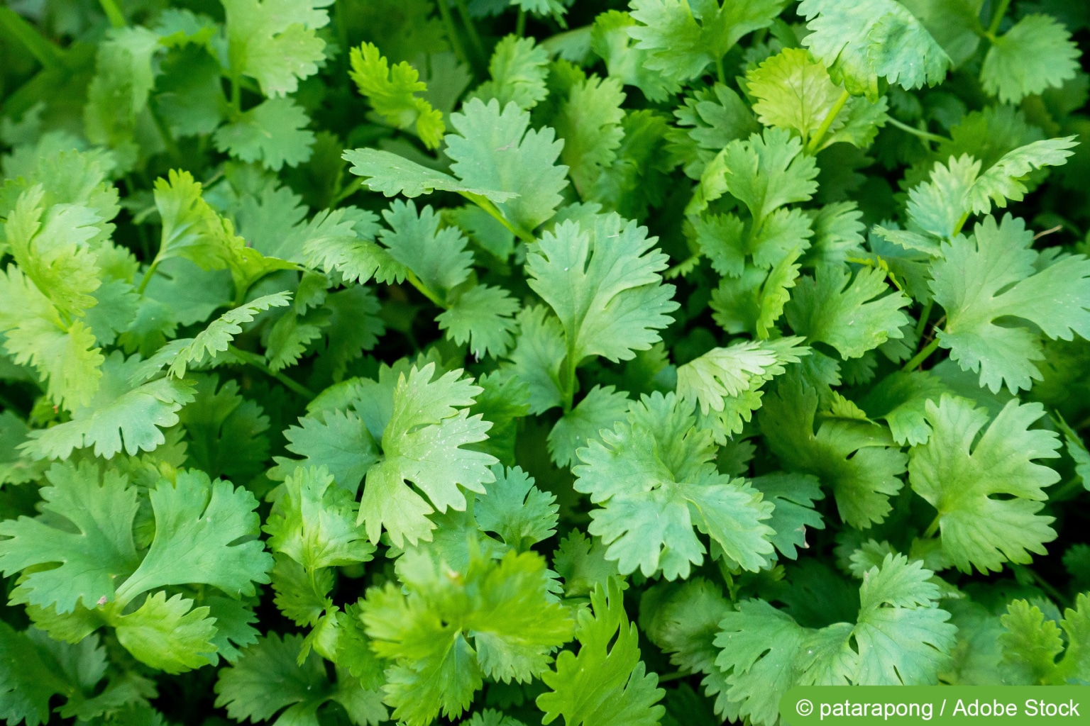 Koriander-Anbau, Coriandrum sativum - Pflanzen und Pflege - Hausgarten.net