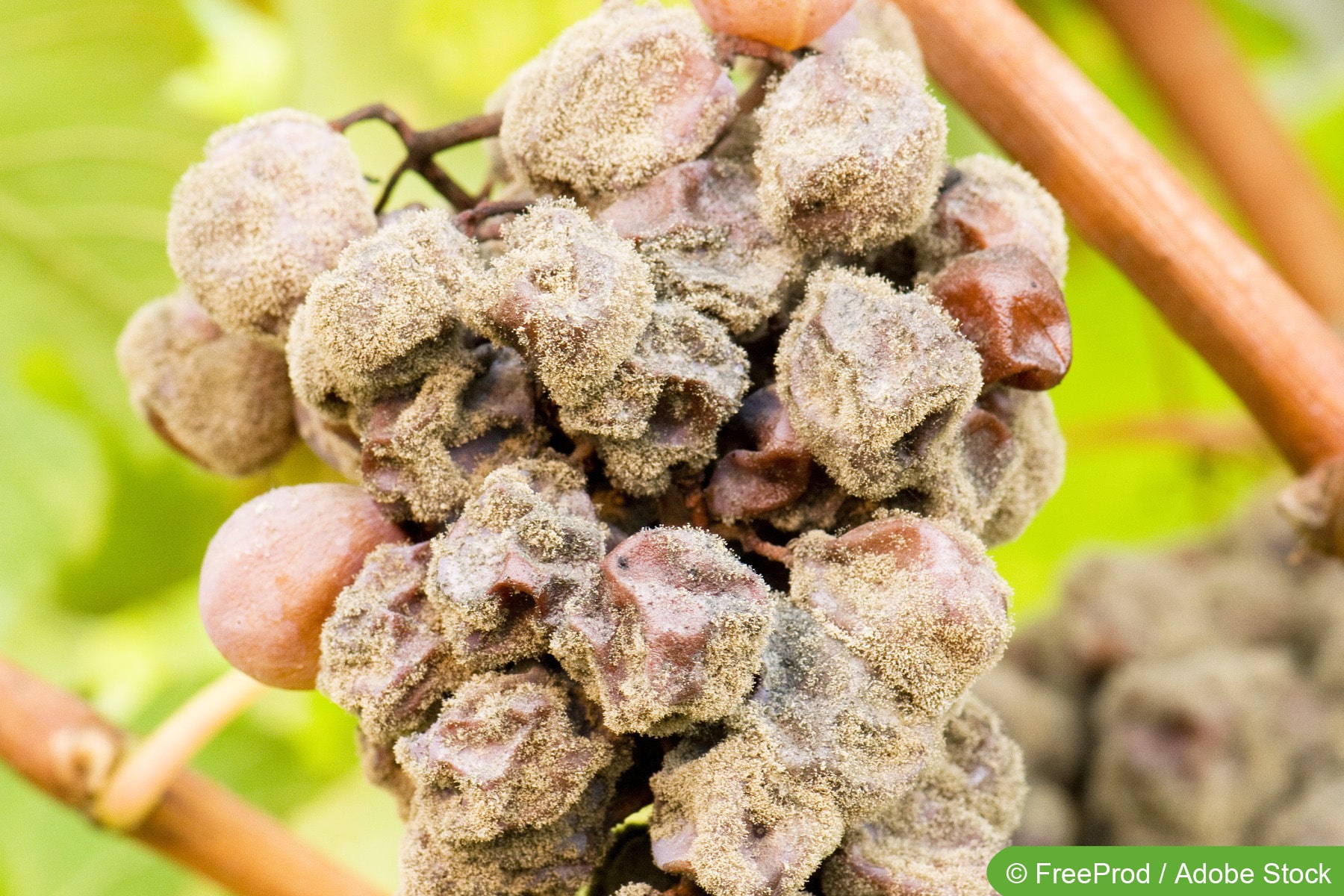 Chlor gegen Schimmel: das ist zu beachten - Hausgarten.net