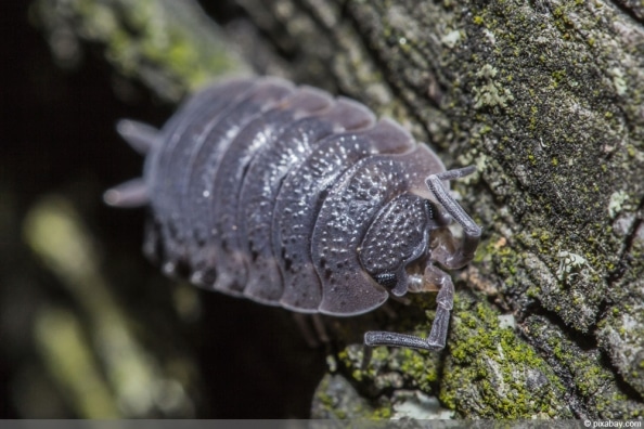 Asseln in der Wohnung - Ursachen und Bekämpfung - Hausgarten.net