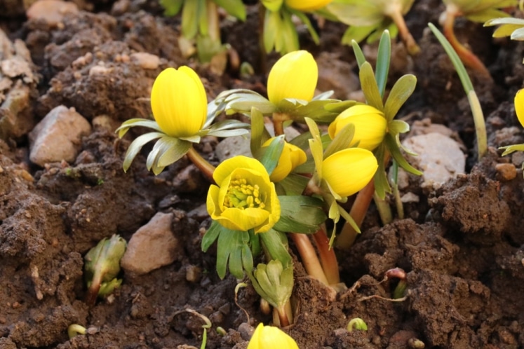 Winterlinge, Eranthis hyemalis - Pflanzen und Pflege - Hausgarten.net