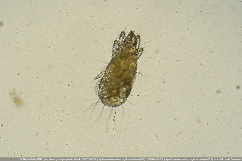 Mehlmilben erfolgreich bekämpfen - Hausgarten.net