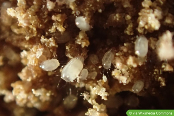 Mehlmilben erfolgreich bekämpfen - Hausgarten.net