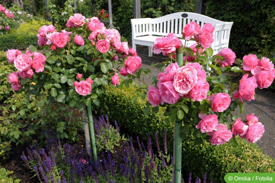 Stammrosen - Pflanzen, Pflege, Veredeln und Überwintern - Hausgarten.net