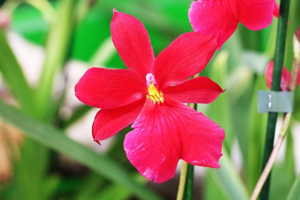 Cambria Orchidee - Pflege, Vermehren und Schneiden - Hausgarten.net