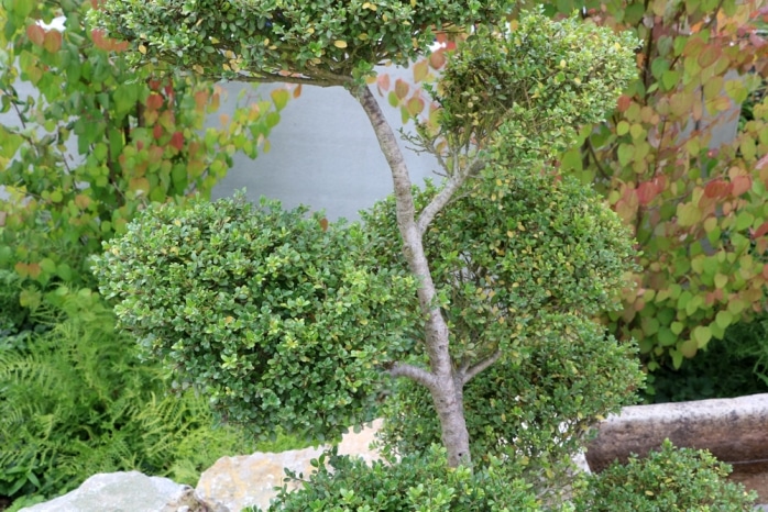 Ilex-Sorten - Pflege, Schneiden und Krankheiten - Hausgarten.net