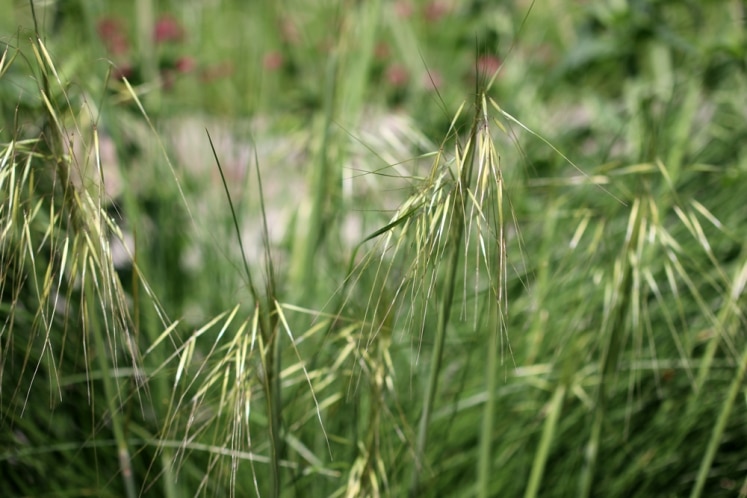 Federgras, Stipa tenuissima - Pflege und Schneiden - Hausgarten.net