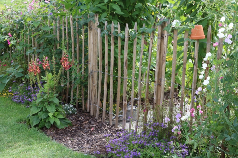 Rattenkot erkennen - Größe, Aussehen und Geruch - Hausgarten.net