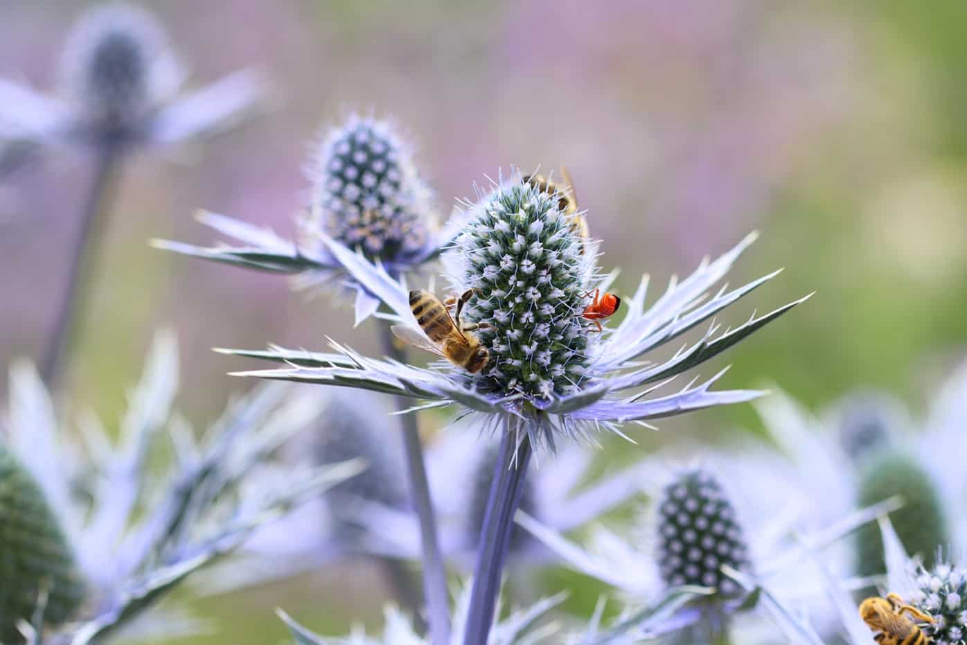Edeldistel, Mannstreu - Aussaat und Pflege - Hausgarten.net
