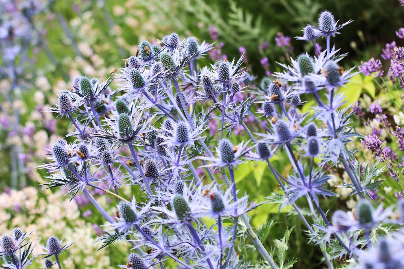 Edeldistel, Mannstreu - Aussaat und Pflege - Hausgarten.net