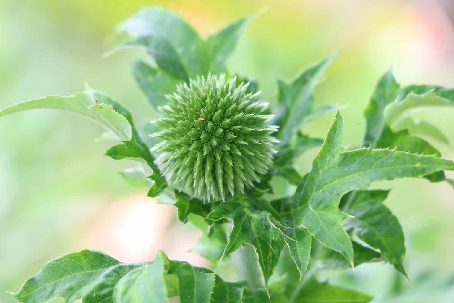 Edeldistel, Mannstreu - Aussaat und Pflege - Hausgarten.net