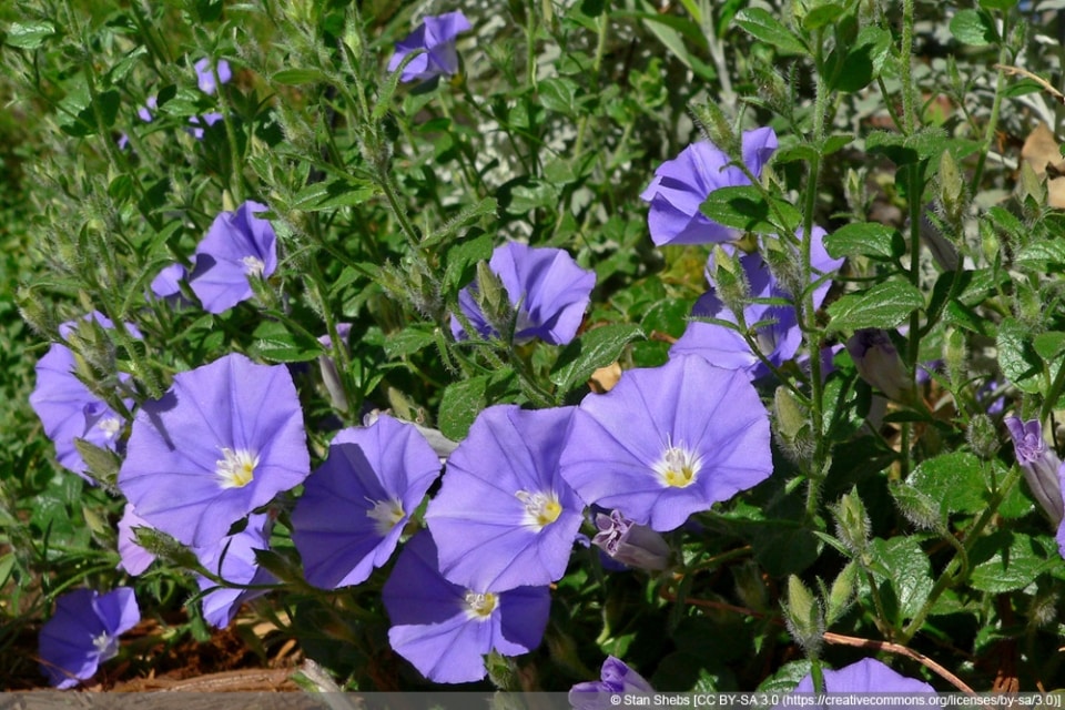 Blaue Mauritius Blume