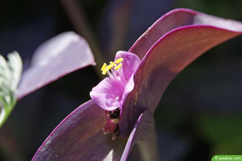 Tradescantia pallida, Rotblatt - Pflege der Dreimasterblume ...