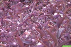 Tradescantia pallida, Rotblatt - Pflege der Dreimasterblume ...