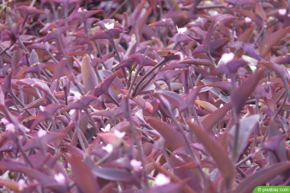 Tradescantia pallida, Rotblatt - Pflege der Dreimasterblume ...