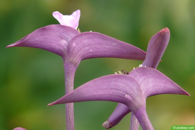 Tradescantia pallida, Rotblatt - Pflege der Dreimasterblume ...