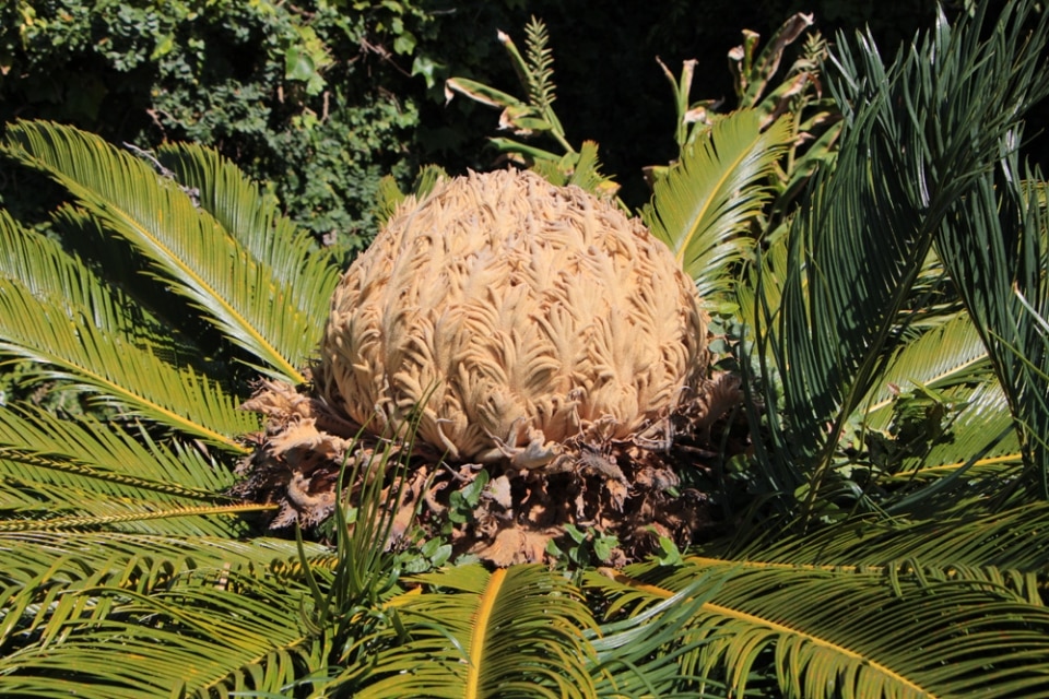 Palmfarn, Cycas revoluta - Pflege, Düngen, Überwintern, Kaufen ...