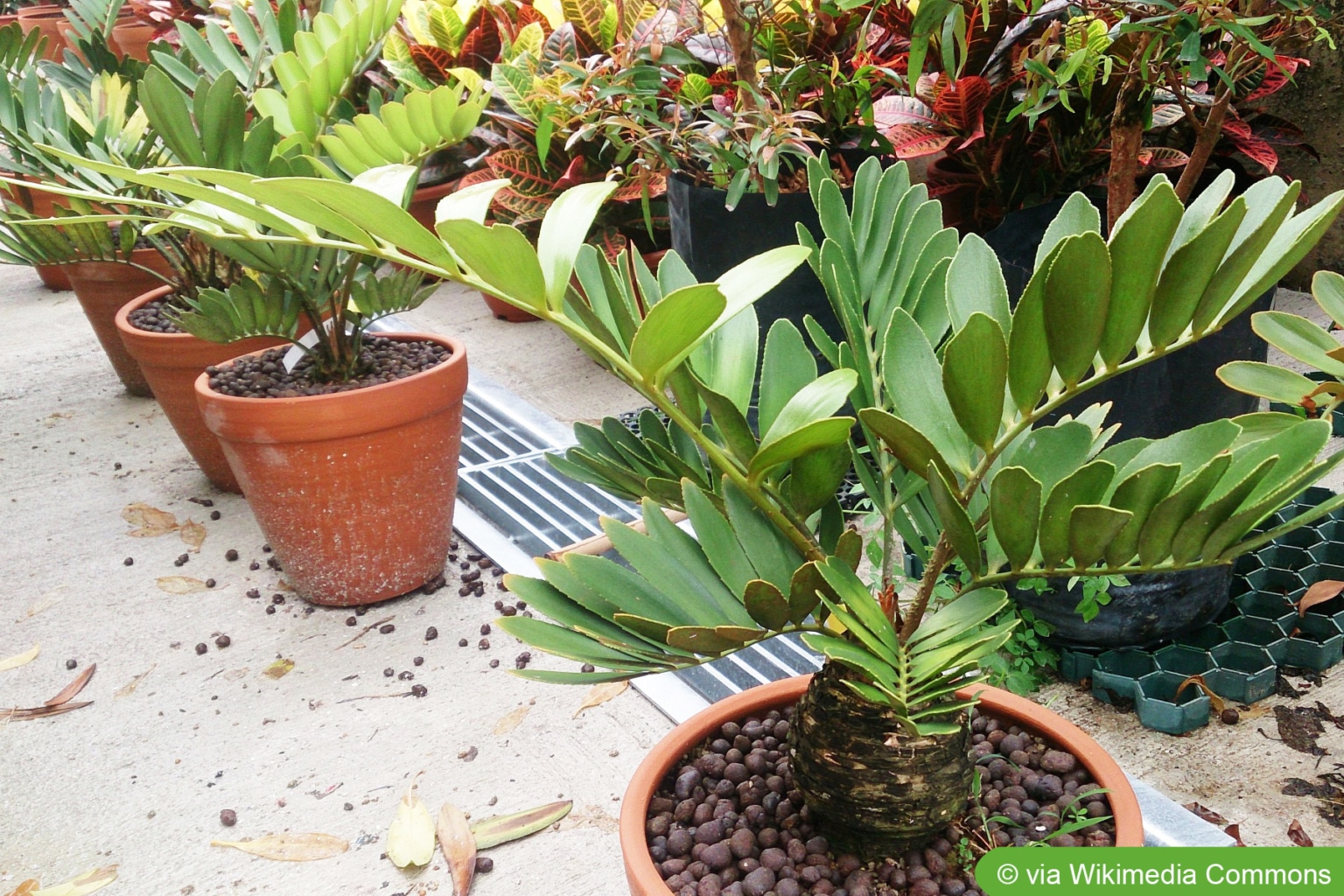 Zamia-Arten: Furfuracea, Pumila, Fairchildiana - Pflege-Tipps ...