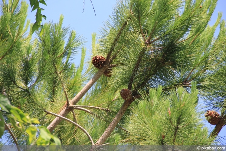 Pinienbaum, Pinus pinea - Pflege der Pinie - Hausgarten.net