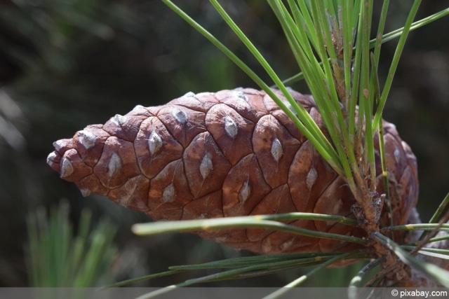 Pinienbaum, Pinus pinea - Pflege der Pinie - Hausgarten.net