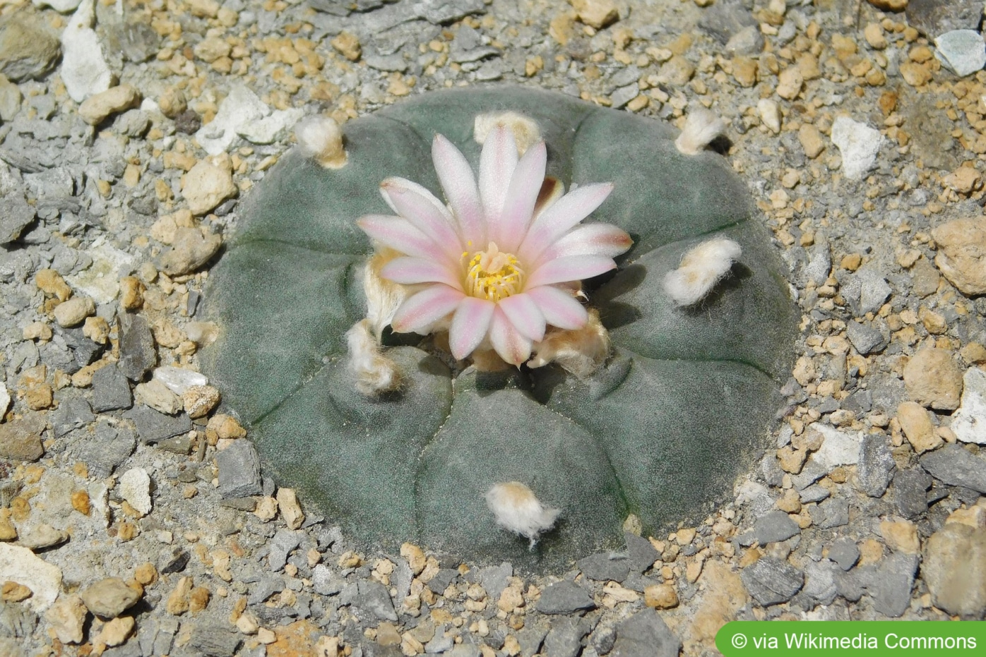 Peyotl-Kaktus, Lophophora williamsii - Pflege-Anleitung - Hausgarten.net