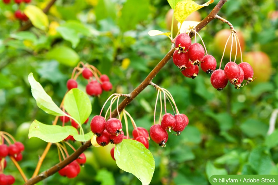 Zierapfelbaum, Zierapfel - Pflege und Schneiden - Hausgarten.net