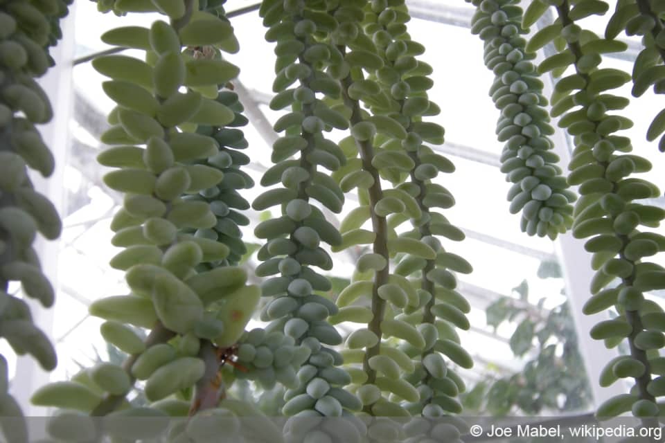 Schlangen-Fetthenne, Sedum morganianum - Pflege - Hausgarten.net