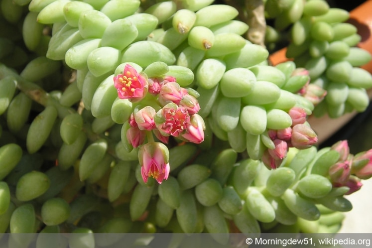 Schlangen-Fetthenne, Sedum morganianum - Pflege - Hausgarten.net