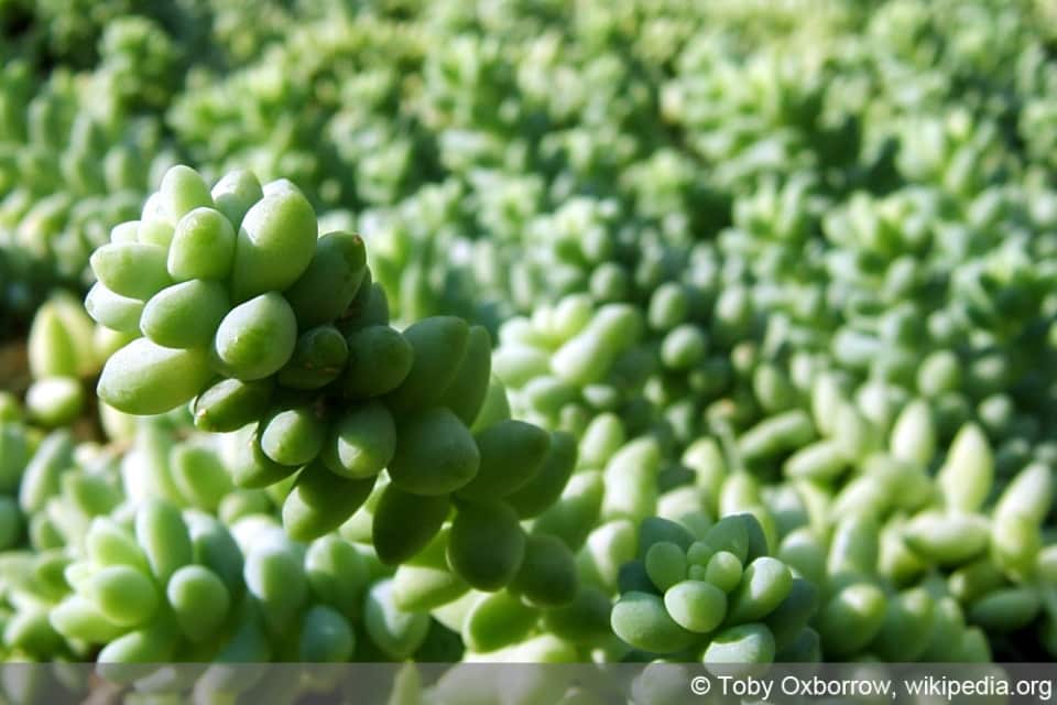 Schlangen-Fetthenne, Sedum morganianum - Pflege - Hausgarten.net