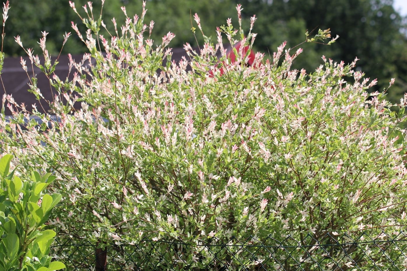Salix integra 'Hakuro Nishiki' - Hausgarten.net