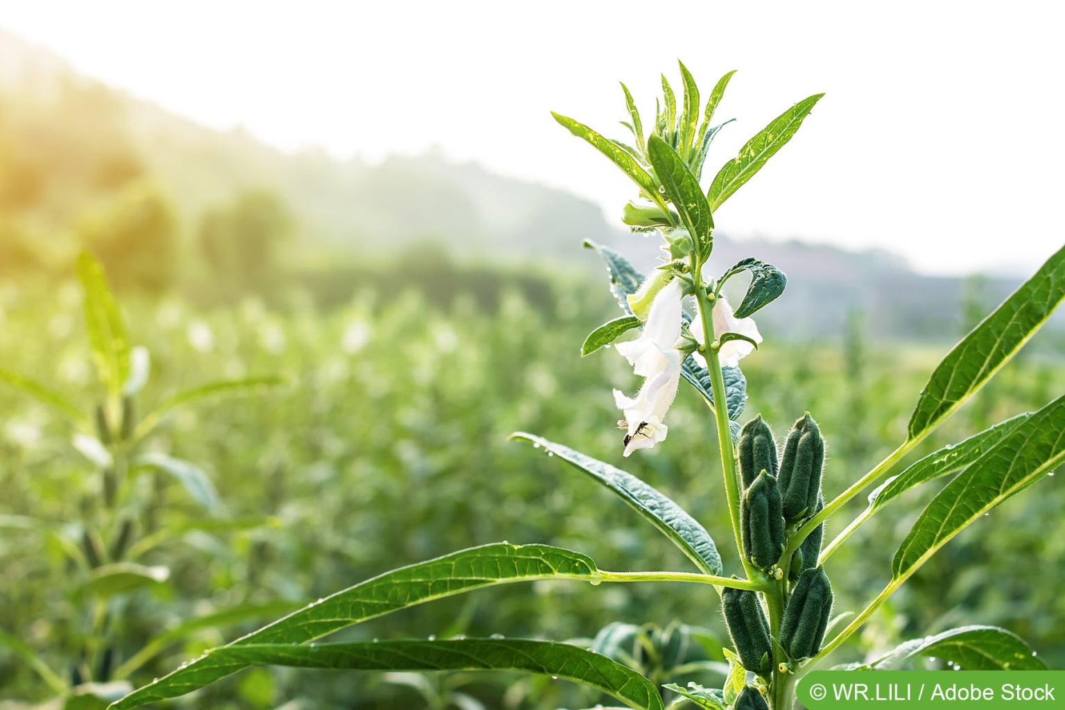 Sesam, Sesamum indicum - Anbau und Verwendung - Hausgarten.net