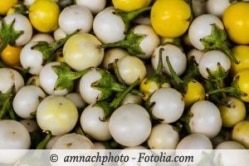 Eierbaum-Pflanze, Solanum melongena richtig pflegen - Hausgarten.net