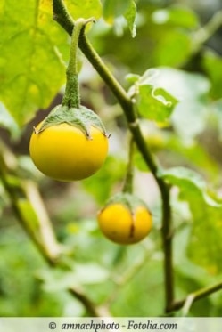 Eierbaum-Pflanze, Solanum melongena richtig pflegen - Hausgarten.net