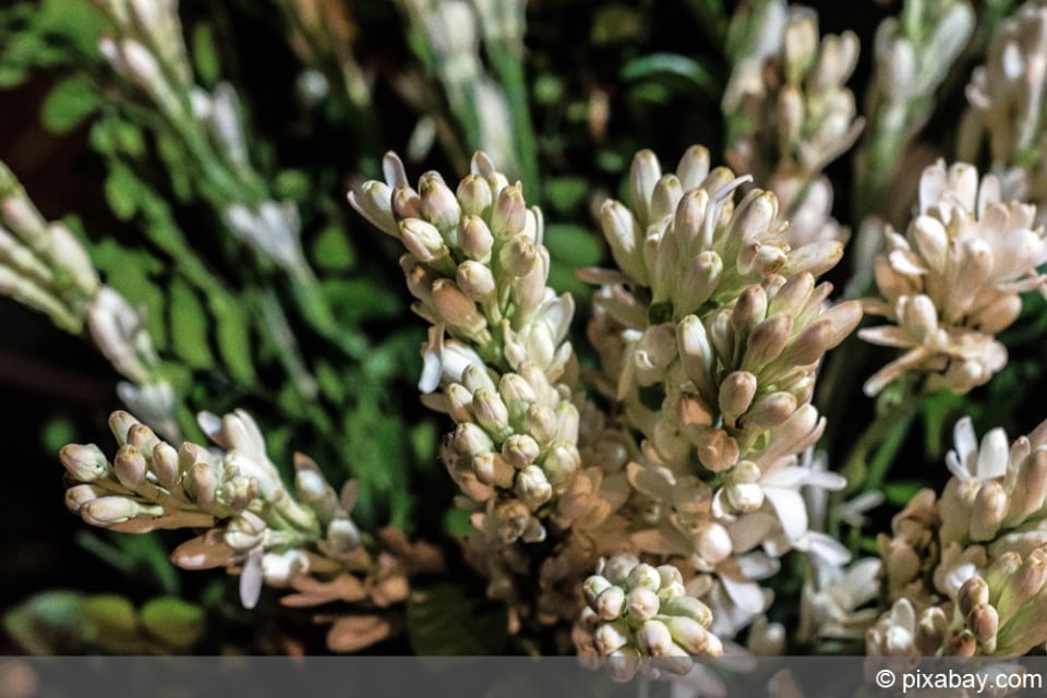 Tuberose, Agave polianthes - Pflanzen und Pflege - Hausgarten.net