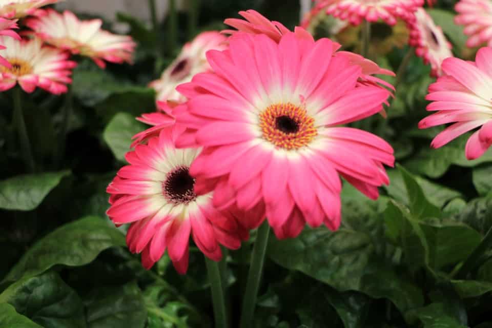 Gerbera - Pflanzen, Pflege und Überwinterung - Hausgarten.net