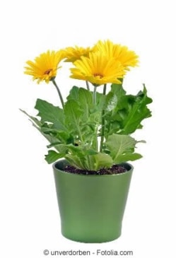 Pflege Gerbera Im Topf