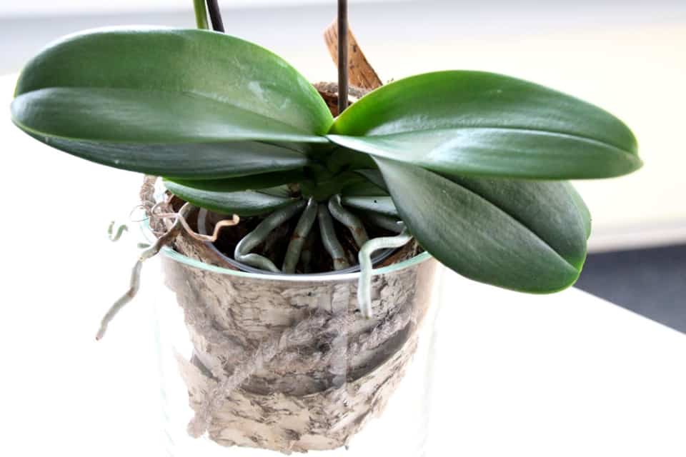 Orchideen im Glas ohne Erde halten - Pflege-Tipps - Hausgarten.net Orchideen im Glas ohne Erde halten - Pflege-Tipps - Hausgarten.net