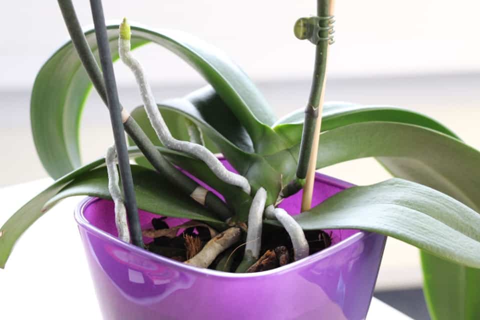 Orchideen im Glas ohne Erde halten - Pflege-Tipps - Hausgarten.net Orchideen im Glas ohne Erde halten - Pflege-Tipps - Hausgarten.net