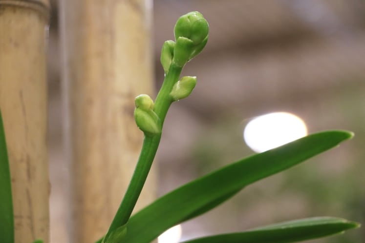 Orchideen durch Ableger und Kindel vermehren - Anleitung - Hausgarten.net