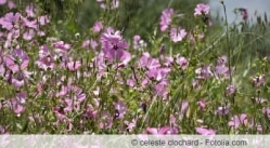 Wilde Malve, Malva sylvestris - Steckbrief und Pflege - Hausgarten.net