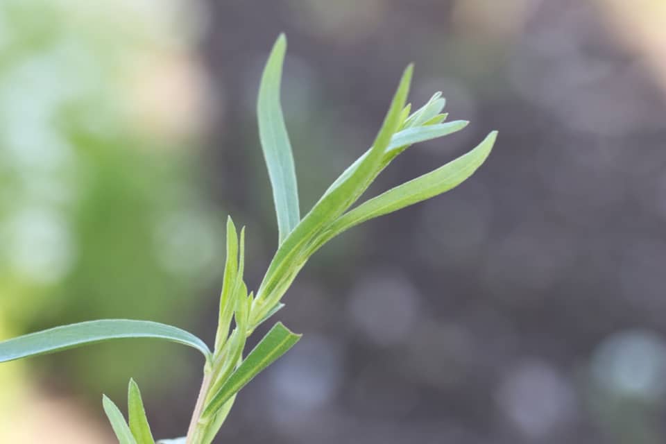 Estragon, Artemisia dracunculus - Anbau, Pflege und Trocknen ...