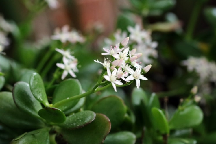 Geldbaum, Crassula ovata/argentea - Pflege des Pfennigbaums ...