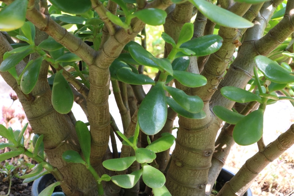 Geldbaum, Crassula ovata/argentea - Pflege des Pfennigbaums ...